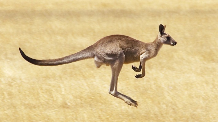 Kangaroo Wallpaper For Windows - High Resolution Kangaroo Photograph ...