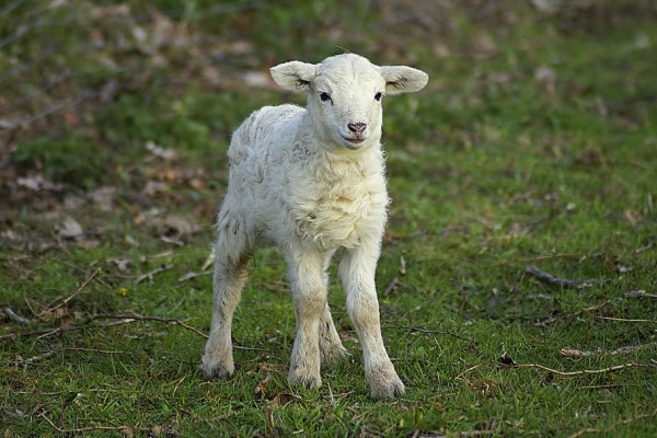 Clipart Sheep Wallpaper - Lamb Clipart - 1300x1149 Wallpaper - teahub.io