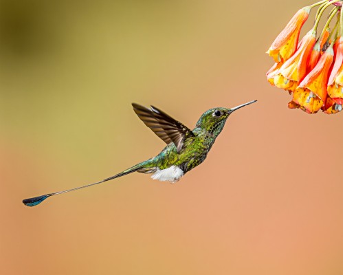 Racket Tail Hummingbird - 3365x2692 Wallpaper - teahub.io