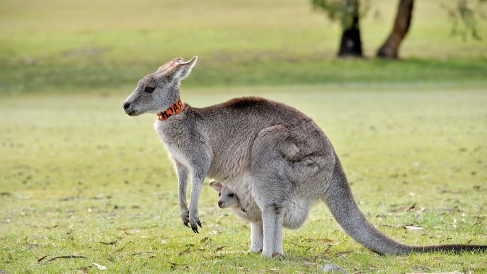 Kangaroo Wallpaper For Windows - High Resolution Kangaroo Photograph ...