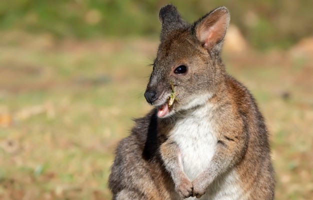 Photo Wallpaper Cartoon, Kangaroo, Nickelodeon, Kangaroo, - Rocko's ...