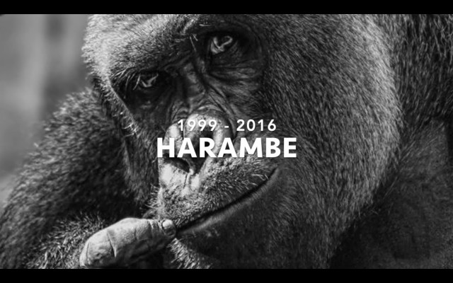 Harambe Desktop Background - Loving Memory Of Harambe - 1280x800 ...