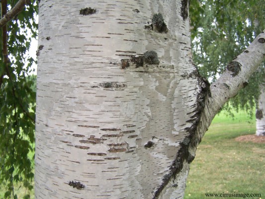 Horizontal Bark Tree - 1024x768 Wallpaper - teahub.io