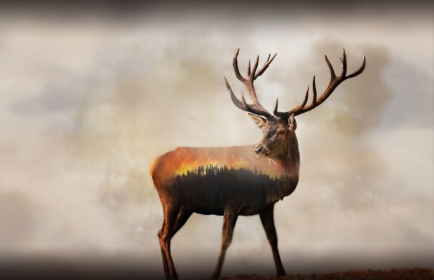 Amazon Forest Fire Deer Animal - 7000x4522 Wallpaper - teahub.io