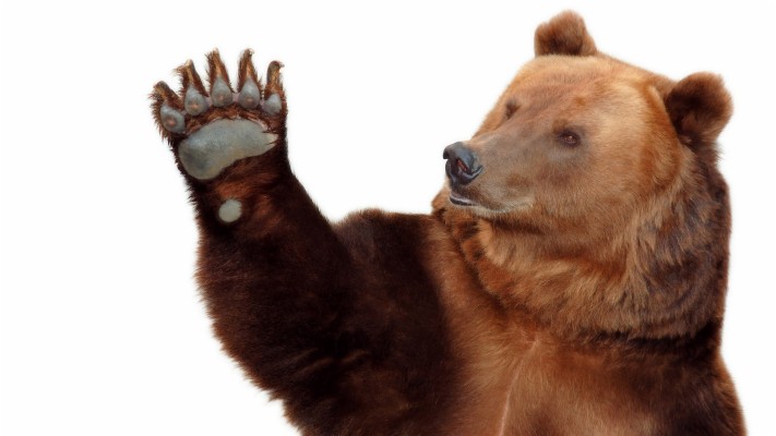 Paw Bear - 2560x1440 Wallpaper - teahub.io