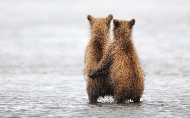 Beautiful Images Animals Hugging - 1920x1200 Wallpaper - teahub.io
