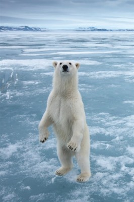 Polar Bear High Definition - 640x960 Wallpaper - teahub.io
