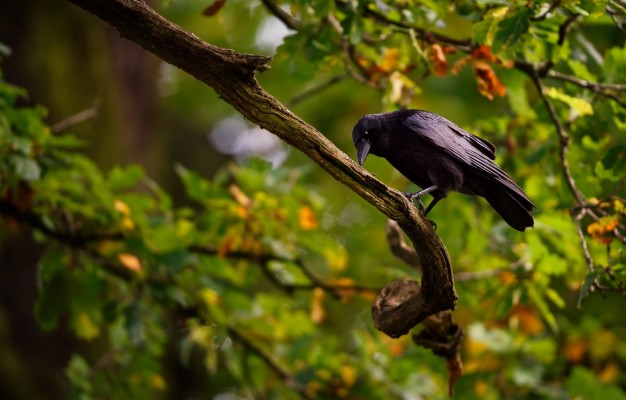 Crow-like Bird - 1920x1080 Wallpaper - teahub.io