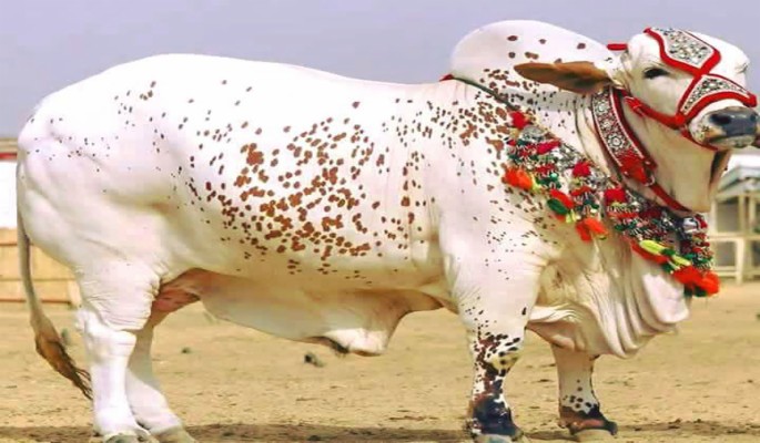 Bakra Eid Ka Bakra - 800x600 Wallpaper - teahub.io