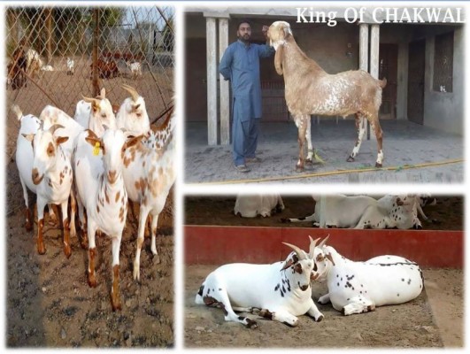 Bakra Farming In Pakistan - 1024x680 Wallpaper - teahub.io