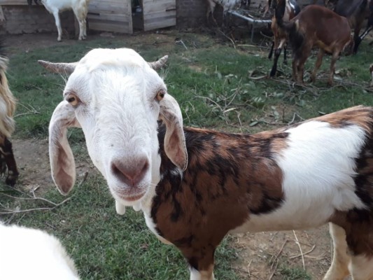 Bakra - 1024x768 Wallpaper - teahub.io