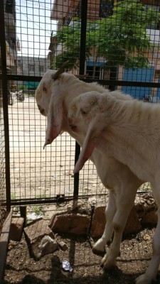 White Bakra Picture - Goat - 540x960 Wallpaper - teahub.io