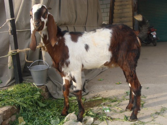 Bakra - 1024x768 Wallpaper - teahub.io