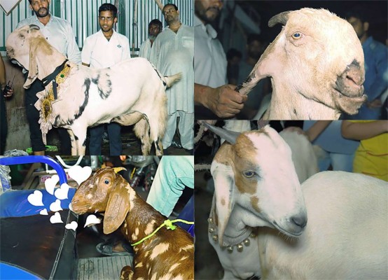 Bakra Eid Ka Bakra - 800x600 Wallpaper - teahub.io