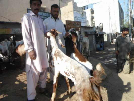 White Bakra Picture - Goat - 540x960 Wallpaper - teahub.io