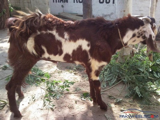 Bakra Eid Image - 1138x960 Wallpaper - teahub.io