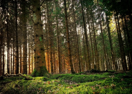 Spruce-fir Forest - 5040x1050 Wallpaper - teahub.io