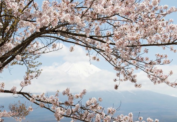 Cherry Tree And Volcano - 1280x720 Wallpaper - teahub.io