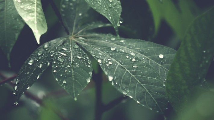 Rain Forest Wallpaper Hd - 1280x720 Wallpaper - teahub.io