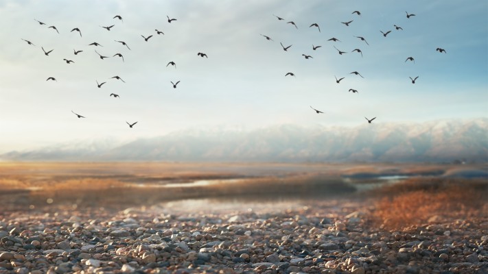 Image For Flock Of Birds Flying Hd Wallpaper - Flock - 1799x1131 ...
