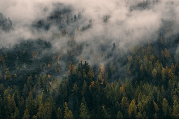 Royalty Free Forest - 5472x3648 Wallpaper - teahub.io