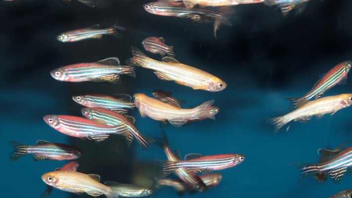 Zebrafish - 1920x1080 Wallpaper - teahub.io