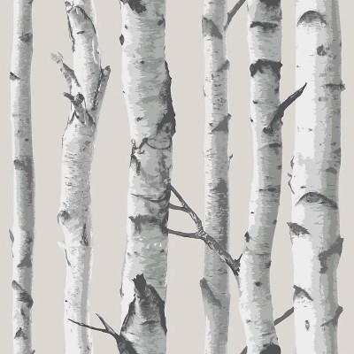 Window Film Privacy Birch Tree - 1000x1000 Wallpaper - teahub.io