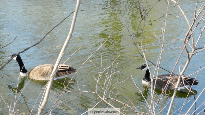 Canada Goose - 1920x1080 Wallpaper - teahub.io