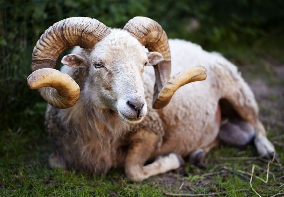 Focus Photo Of Brown Sheep, Aries, Lying, Antlers, - Aries Animal ...
