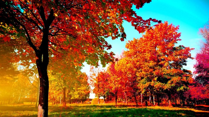 Autumn Trees - Amazing Scenes Of Nature - 1920x1080 Wallpaper - teahub.io