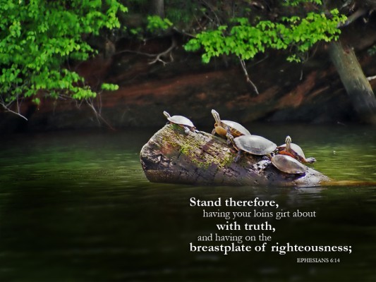 Bible Verse With Turtle - 1024x768 Wallpaper - teahub.io