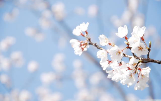 Spring Is Coming - 2950x2230 Wallpaper - teahub.io