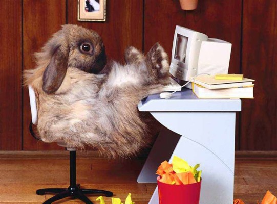 Working Bunny - 1024x756 Wallpaper - teahub.io
