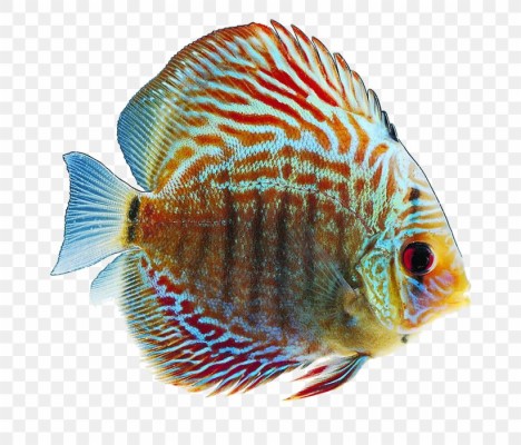 High Resolution Tropical Fish - 1920x1080 Wallpaper - teahub.io