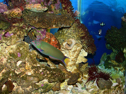 High Resolution Tropical Fish - 1920x1080 Wallpaper - teahub.io