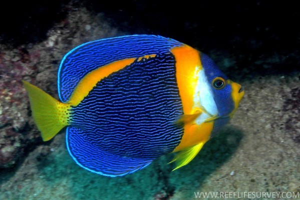 High Resolution Tropical Fish - 1920x1080 Wallpaper - teahub.io