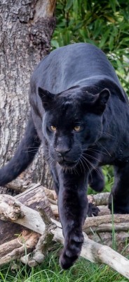 Pantherhd - 750x1334 Wallpaper - teahub.io