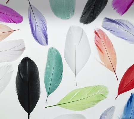 Feather Background Wallpaper - Best Feater Wallpaper Hd - 1440x1280 ...