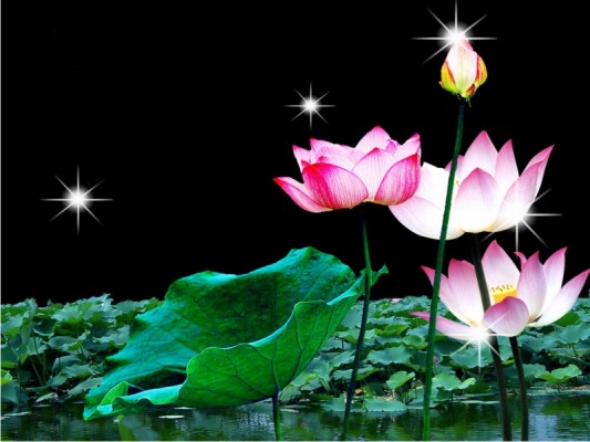 Like A Lotus At Ease In Muddy Waters - 800x600 Wallpaper - teahub.io