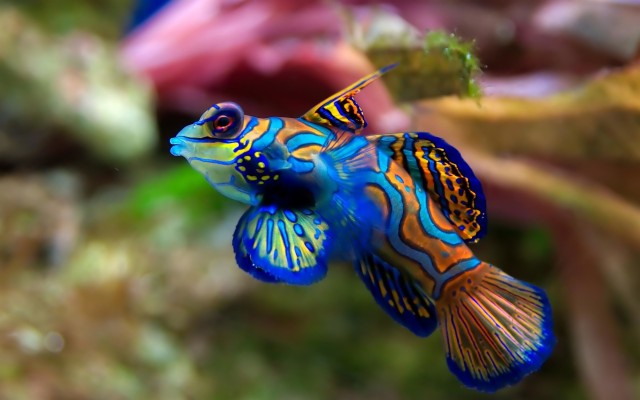 Fish Saltwater Aquarium Wallpaper - Unique Fish - 2560x1600 Wallpaper ...