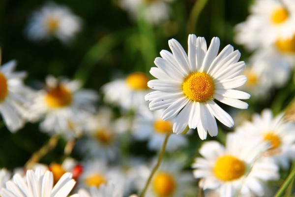 Daisy Hd - 1920x1080 Wallpaper - teahub.io