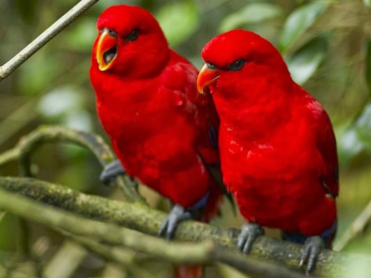 Hd Red Parot Birds Wallpaper - Birds Images Hd - 1024x768 Wallpaper ...