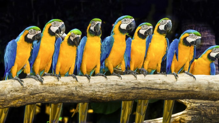 Fondo De Pantalla Guacamayas - 1920x1080 Wallpaper - teahub.io