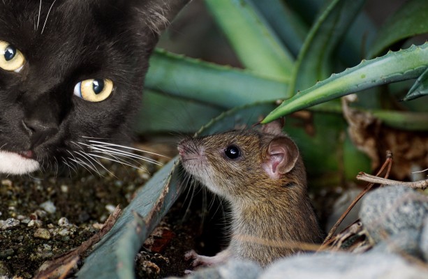 Cats Obligate Carnivores - 6000x3912 Wallpaper - teahub.io