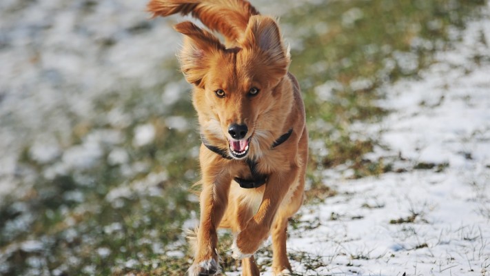 Wallpaper Dog, Trail, Running, Wind - Dog - 1600x900 Wallpaper - teahub.io