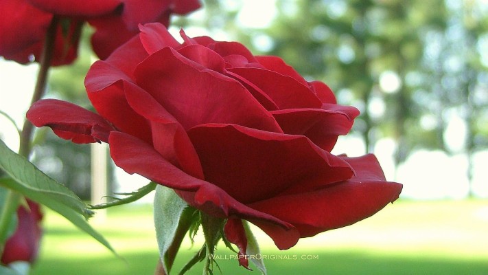 Cabbage Rose - 2048x1366 Wallpaper - teahub.io