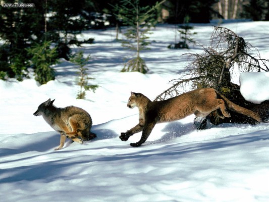 Mountain Lion Vs Fox - 1600x1200 Wallpaper - teahub.io