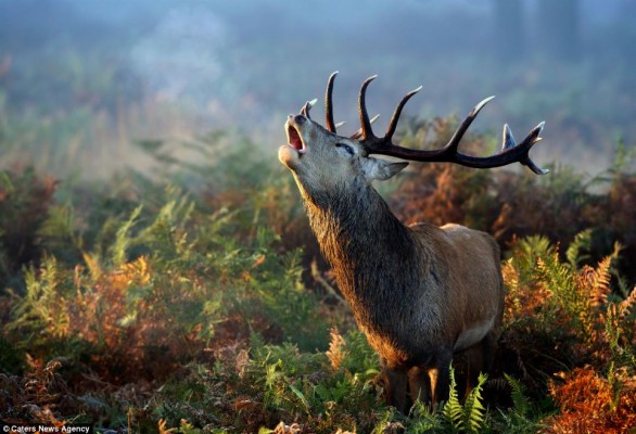 In The Mist - National Geographic Nature Animals - 964x658 Wallpaper ...
