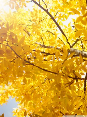 Mobile Yellow Wallpaper Hd - 768x1024 Wallpaper - teahub.io