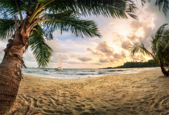 Beach Palm Portrait Photography - 1134x772 Wallpaper - teahub.io